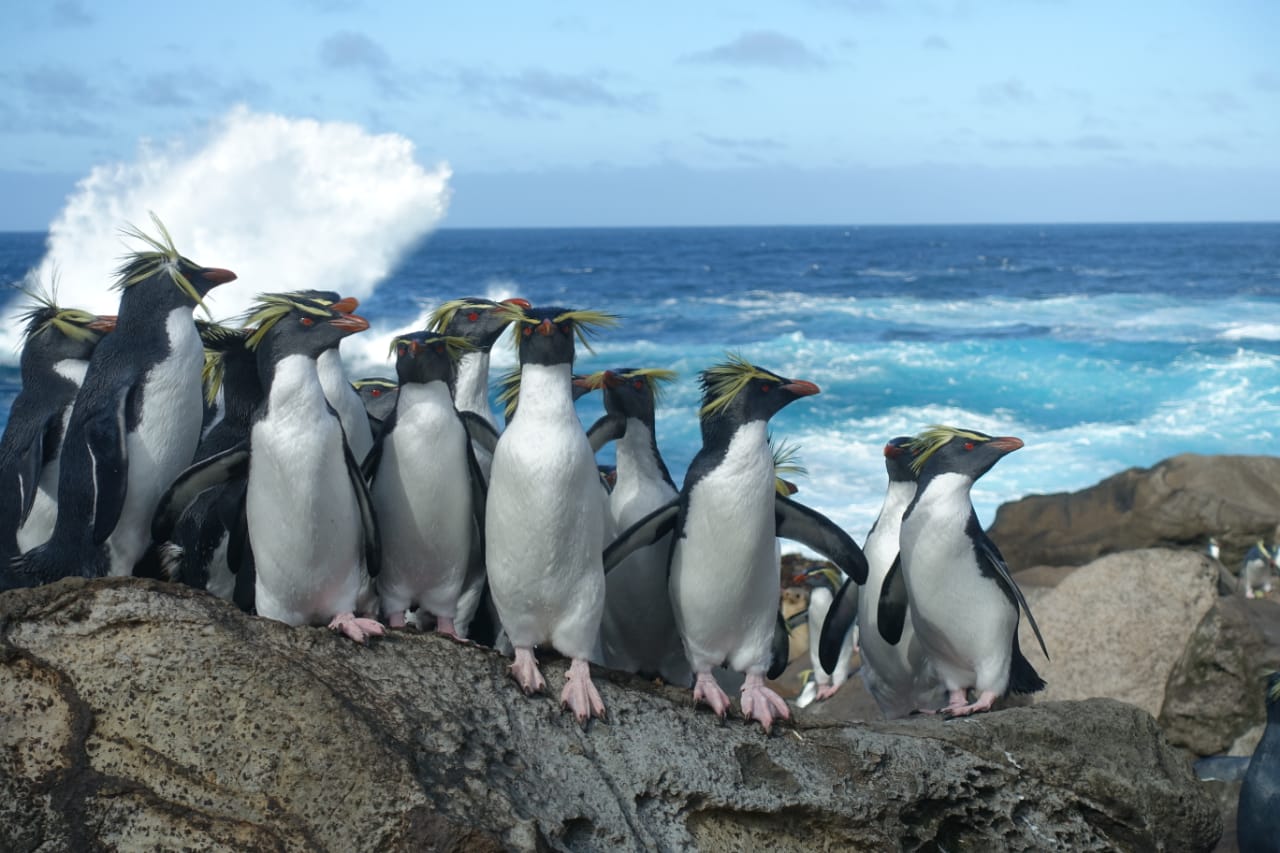 Gough and Inaccessible Islands | World Heritage UK