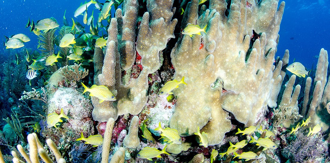 Little Cayman Marine Parks and Protected Areas | World Heritage UK